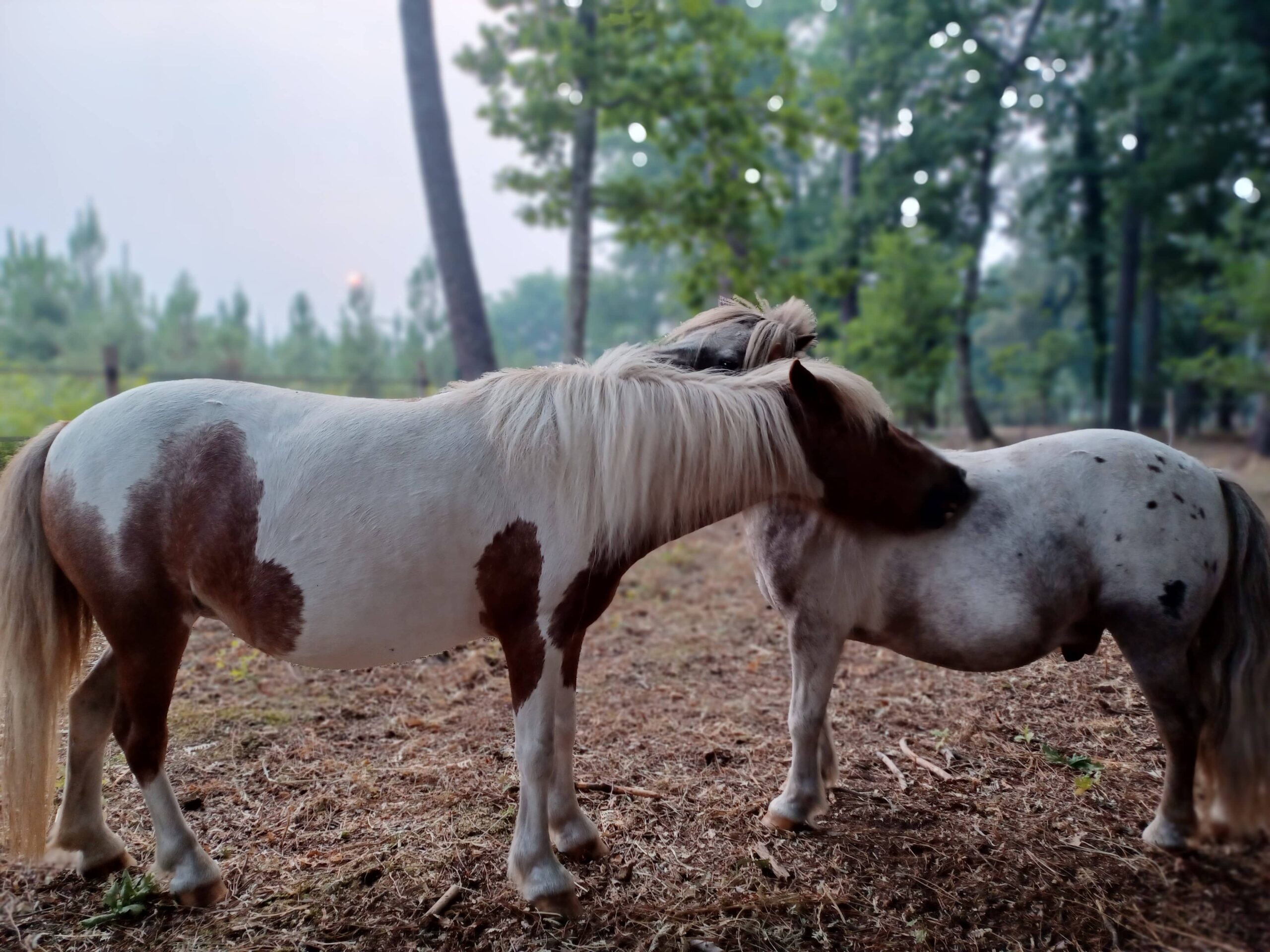 L'équitation pour tous à Sarbazan - Landes - L'Equit de Lulu